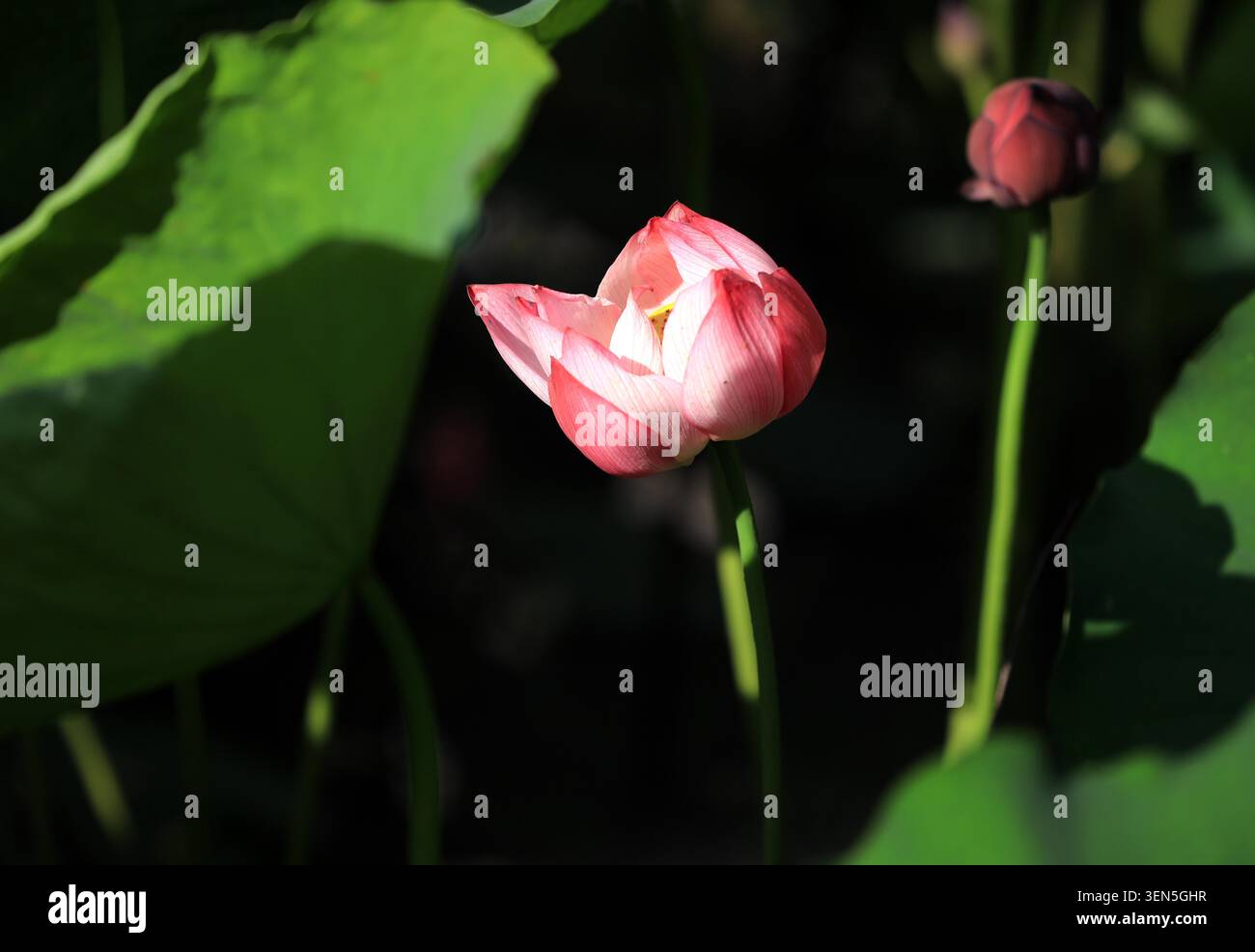 Lotus flowers display various postures in Qingyan Garden, a classical ...