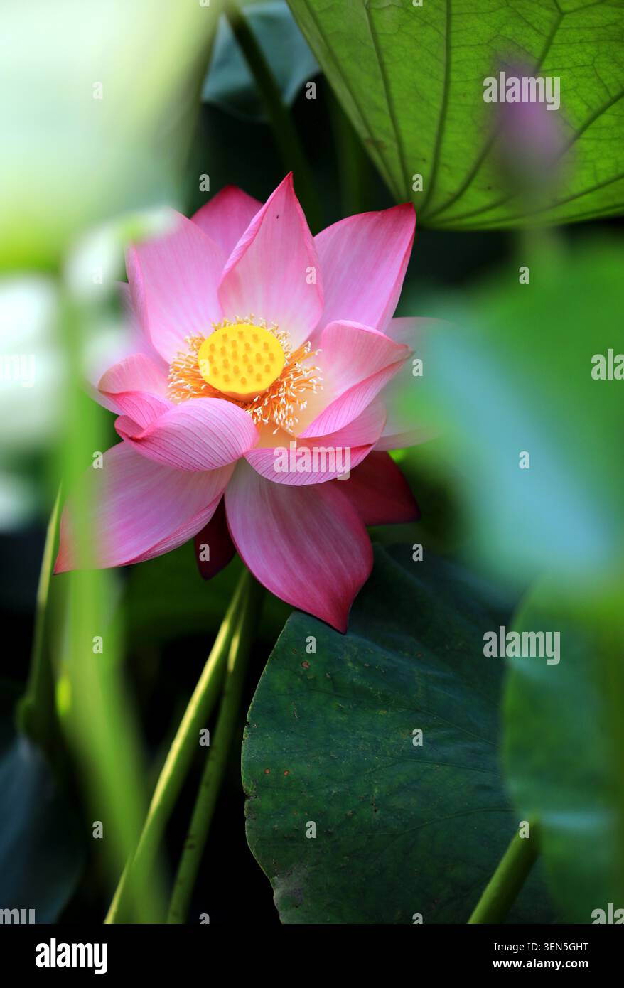 Lotus flowers display various postures in Qingyan Garden, a classical ...
