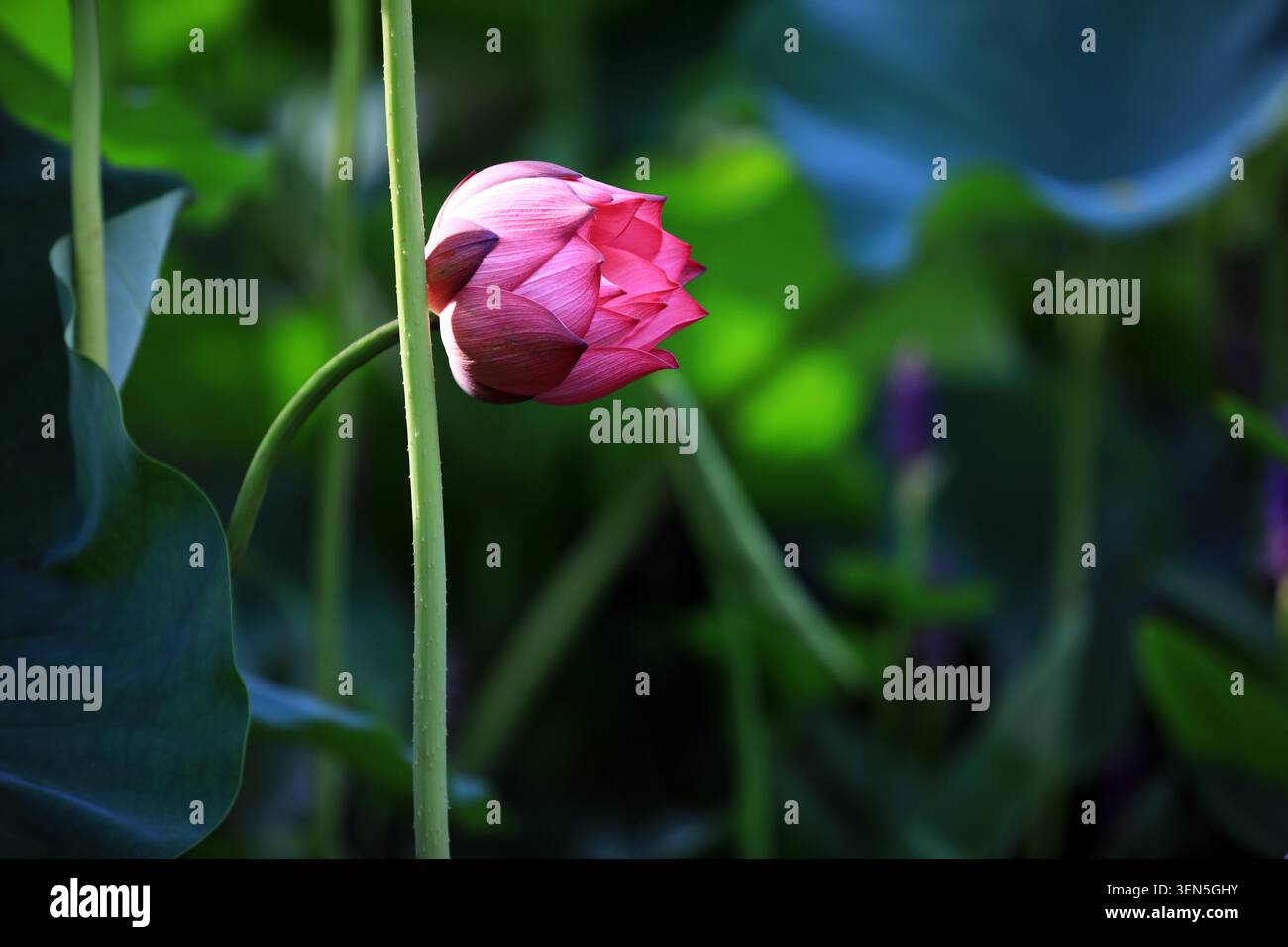 Lotus flowers display various postures in Qingyan Garden, a classical ...