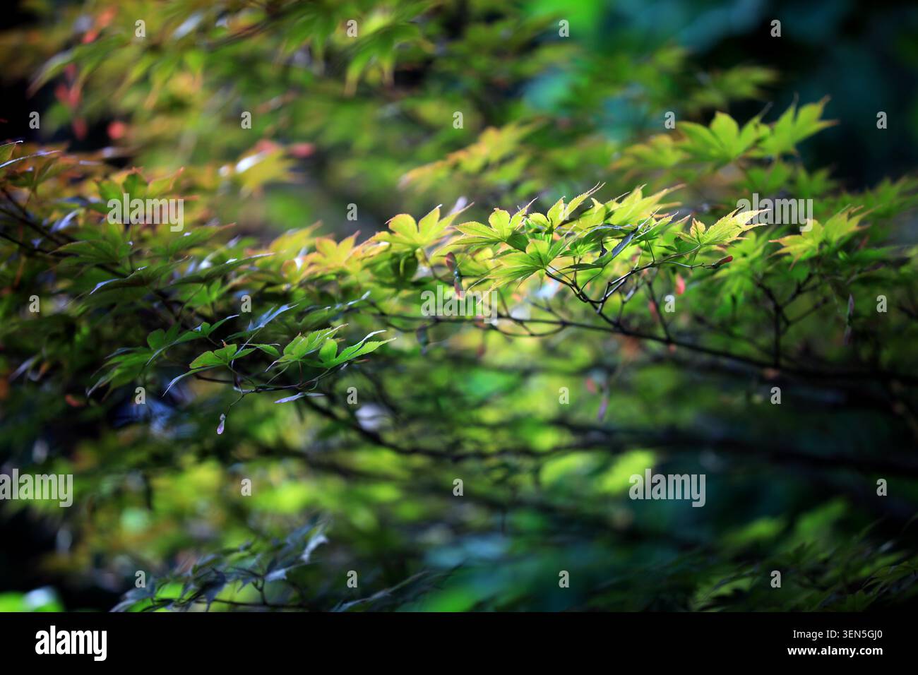 Maple leaves turn orange and red along the ancient Huaihe River in Huai ...