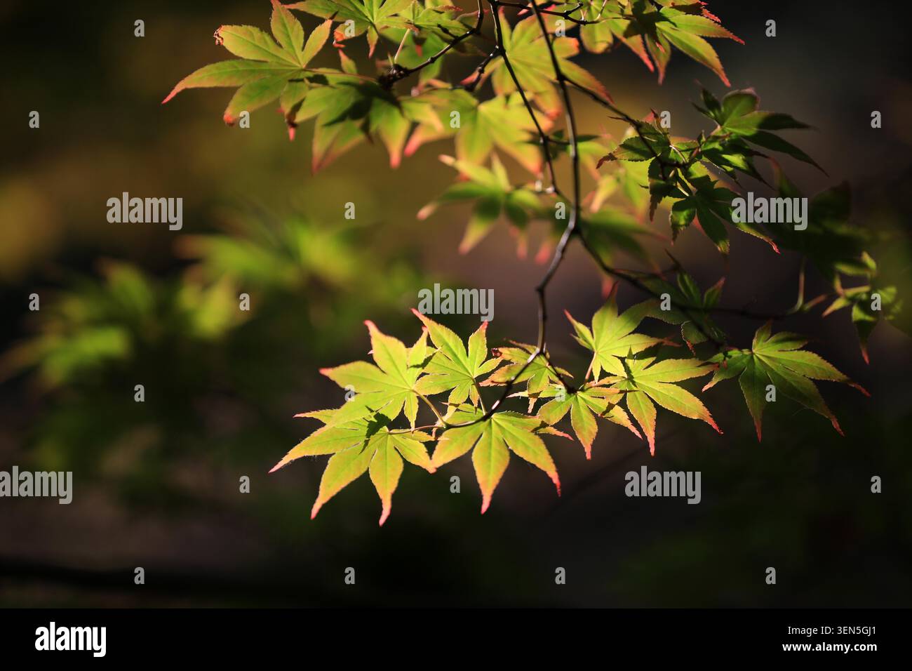 Maple leaves turn orange and red along the ancient Huaihe River in Huai ...