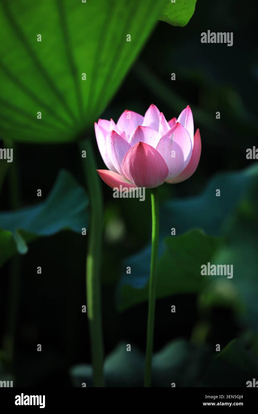 Lotus flowers display various postures in Qingyan Garden, a classical ...