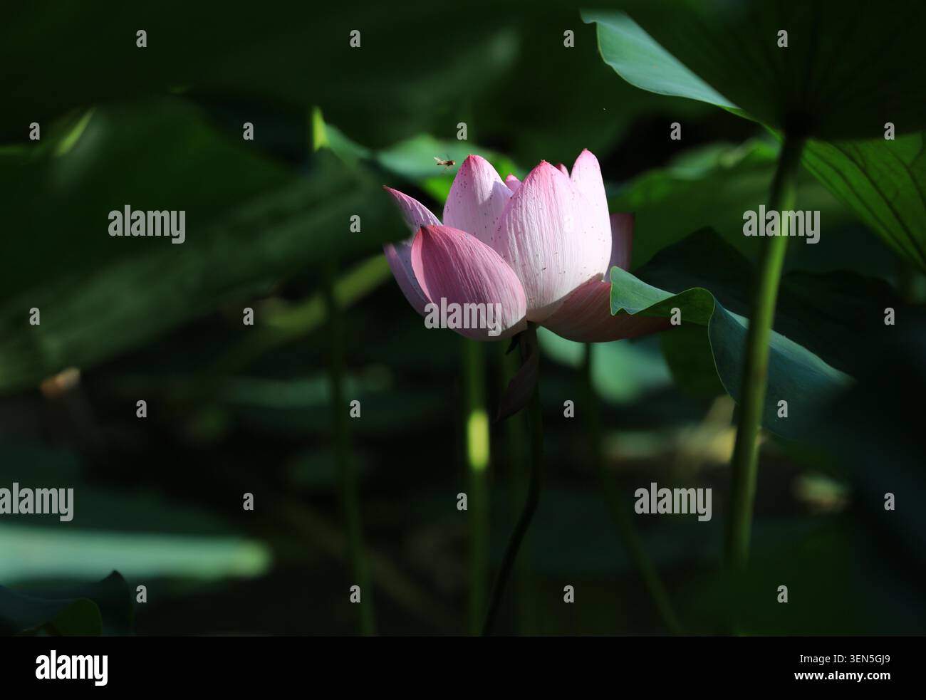 Lotus flowers display various postures in Qingyan Garden, a classical ...