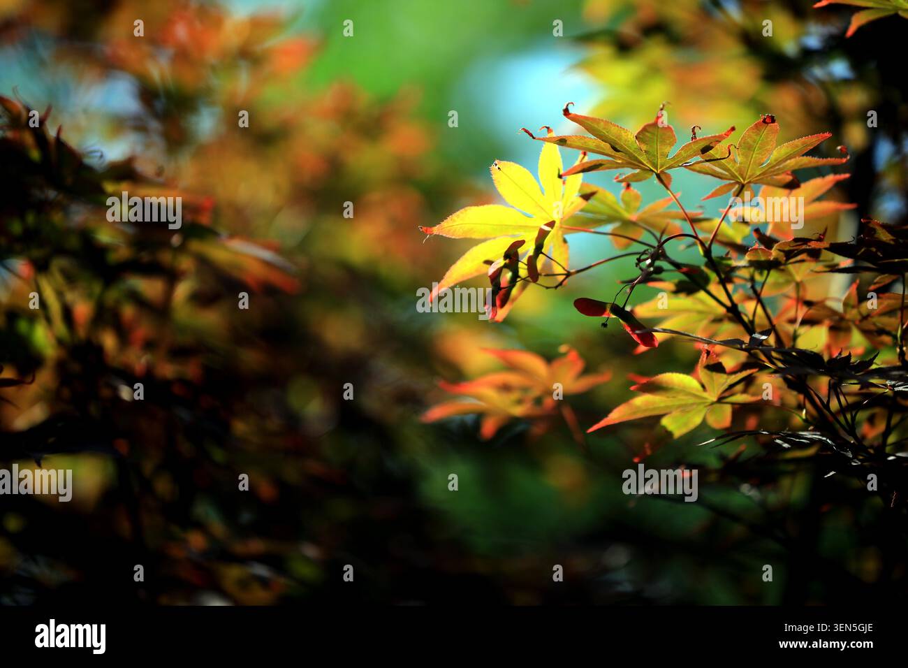 Maple leaves turn orange and red along the ancient Huaihe River in Huai ...