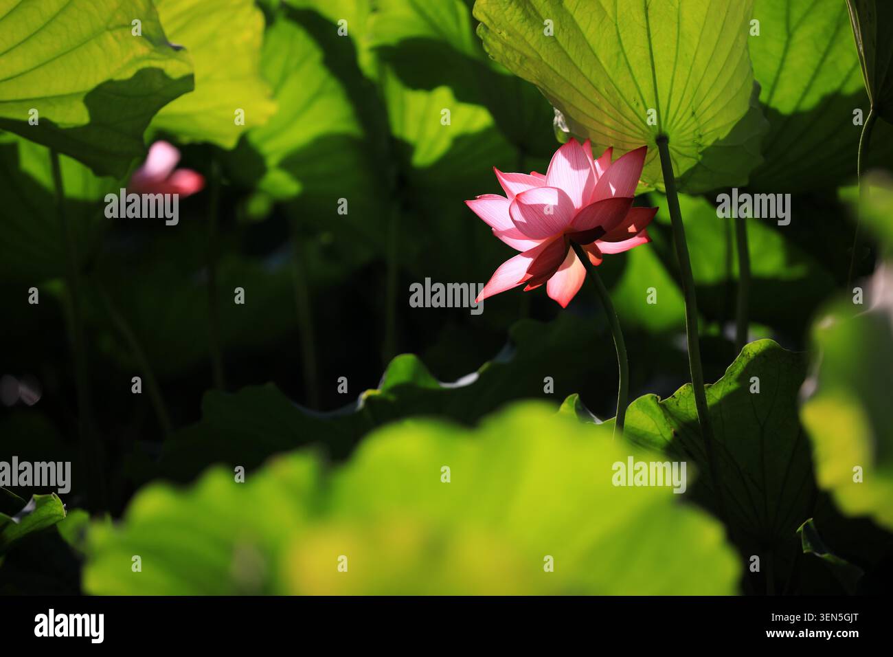 Lotus flowers display various postures in Qingyan Garden, a classical ...
