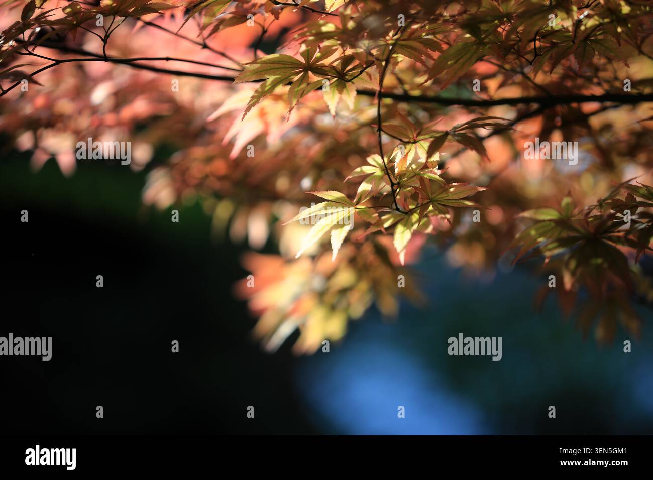 Maple leaves turn orange and red along the ancient Huaihe River in Huai ...