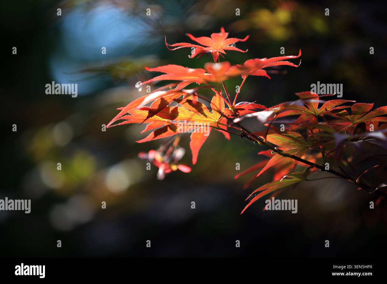 Maple leaves turn orange and red along the ancient Huaihe River in Huai ...