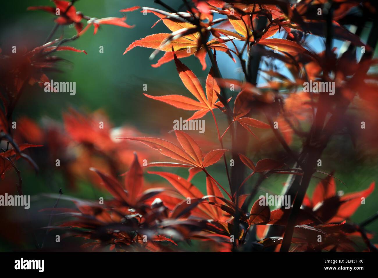 Maple leaves turn orange and red along the ancient Huaihe River in Huai ...