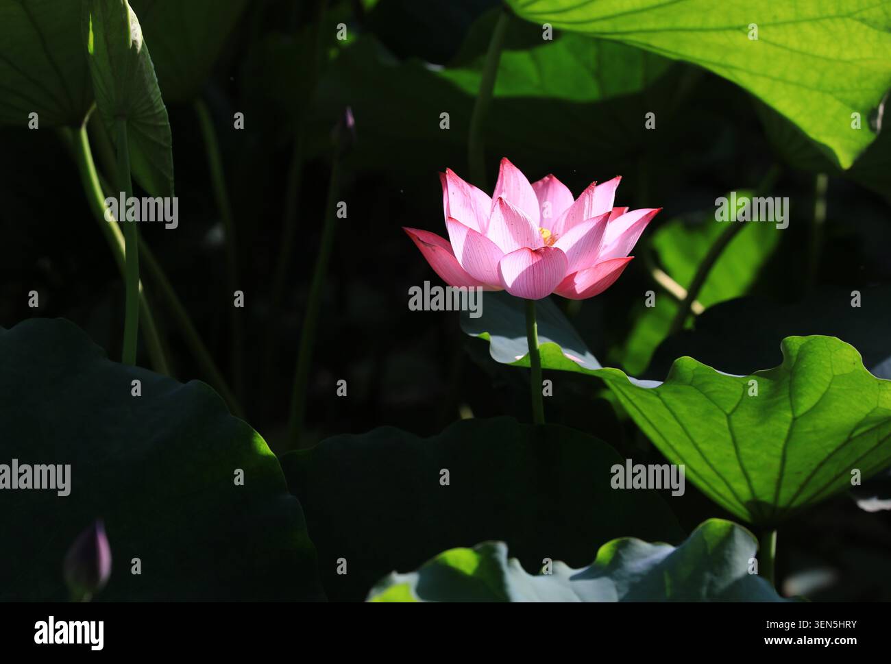 Lotus flowers display various postures in Qingyan Garden, a classical ...