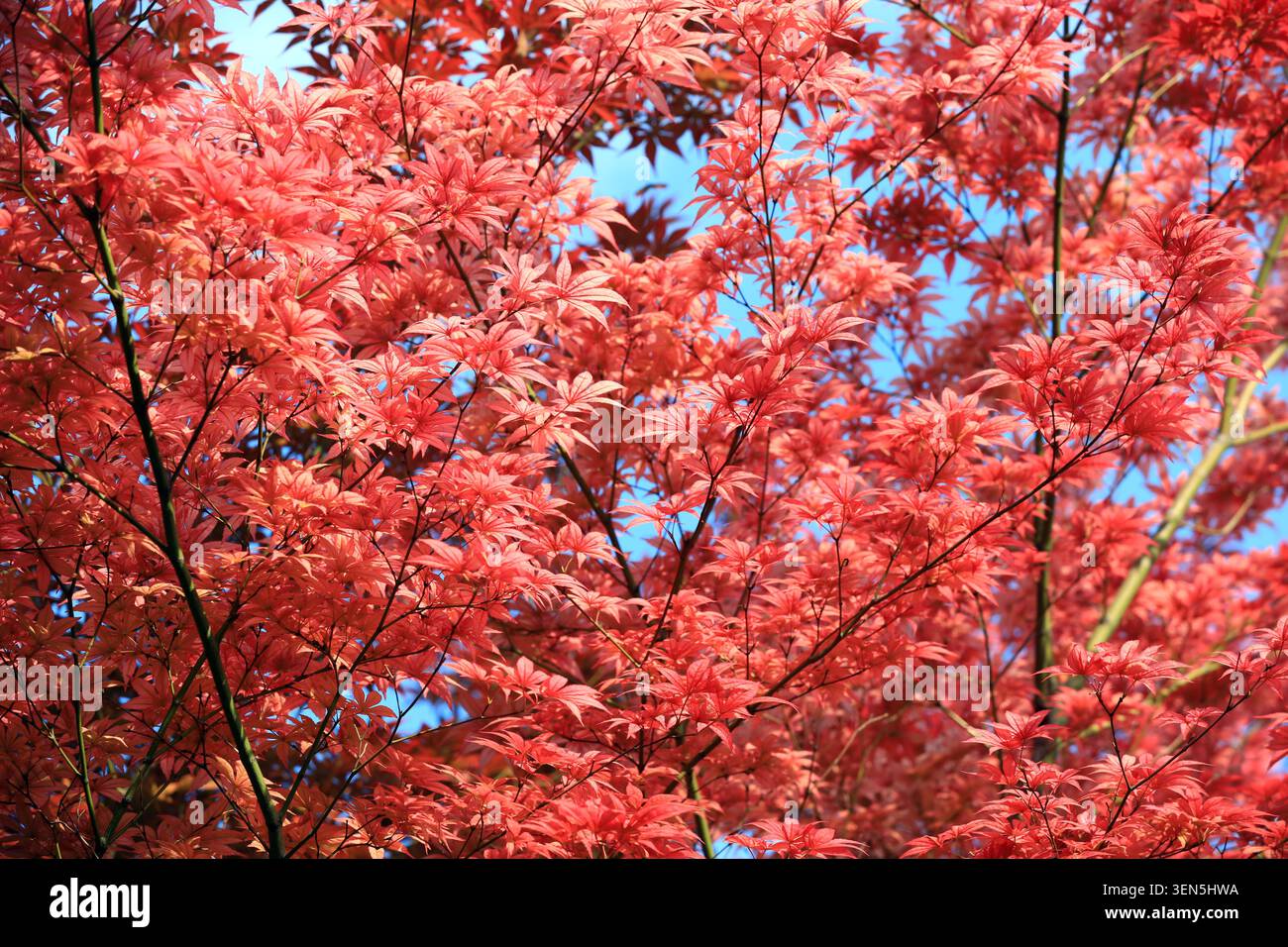 Maple leaves turn orange and red along the ancient Huaihe River in Huai ...
