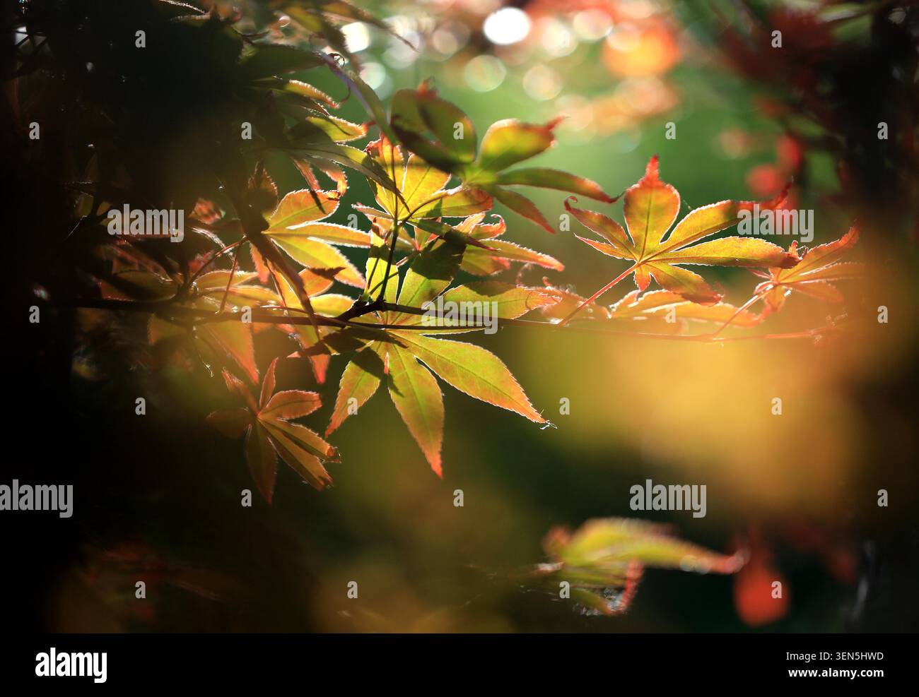 Maple leaves turn orange and red along the ancient Huaihe River in Huai ...