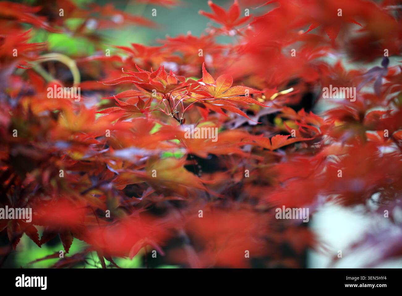 Maple leaves turn orange and red along the ancient Huaihe River in Huai ...