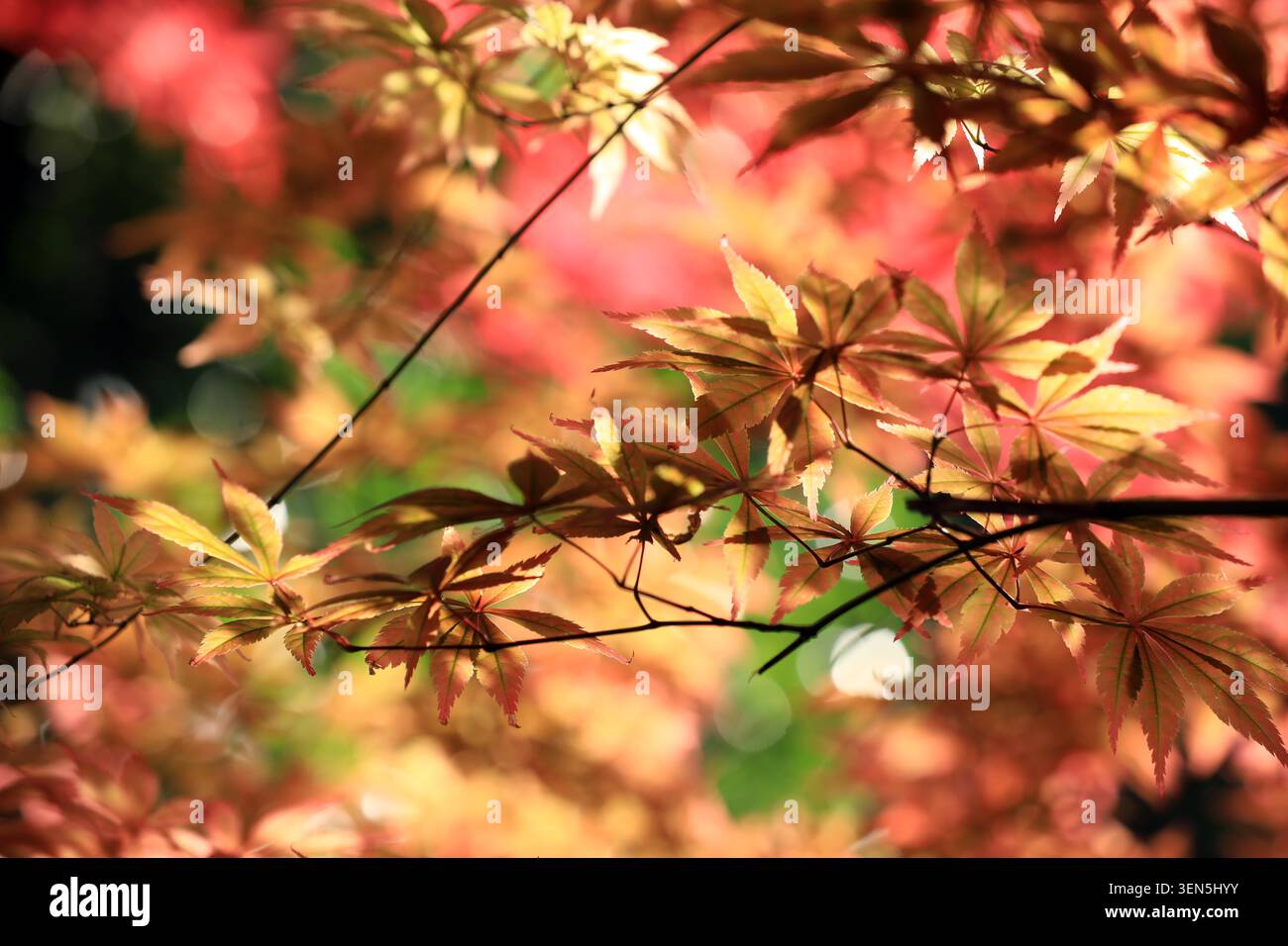 Maple leaves turn orange and red along the ancient Huaihe River in Huai ...