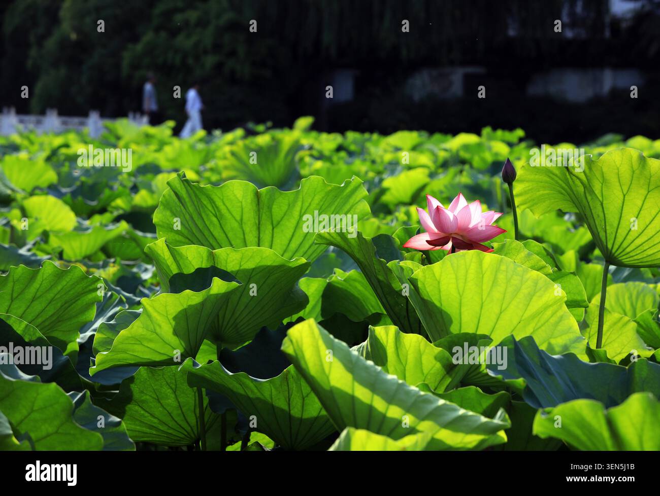 Lotus flowers display various postures in Qingyan Garden, a classical ...