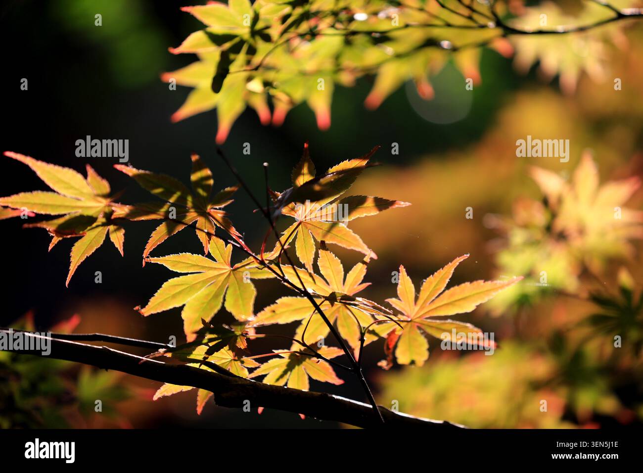 Maple leaves turn orange and red along the ancient Huaihe River in Huai ...