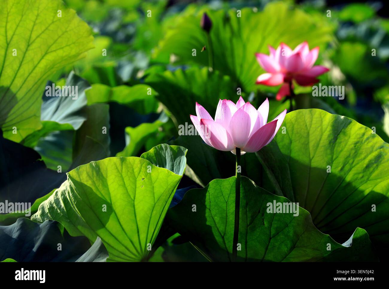 Lotus flowers display various postures in Qingyan Garden, a classical ...