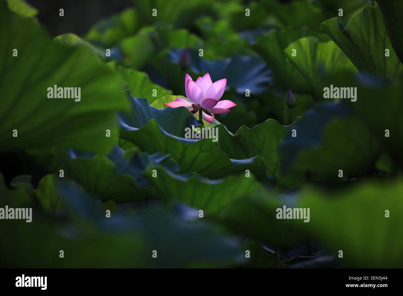 Lotus flowers display various postures in Qingyan Garden, a classical ...