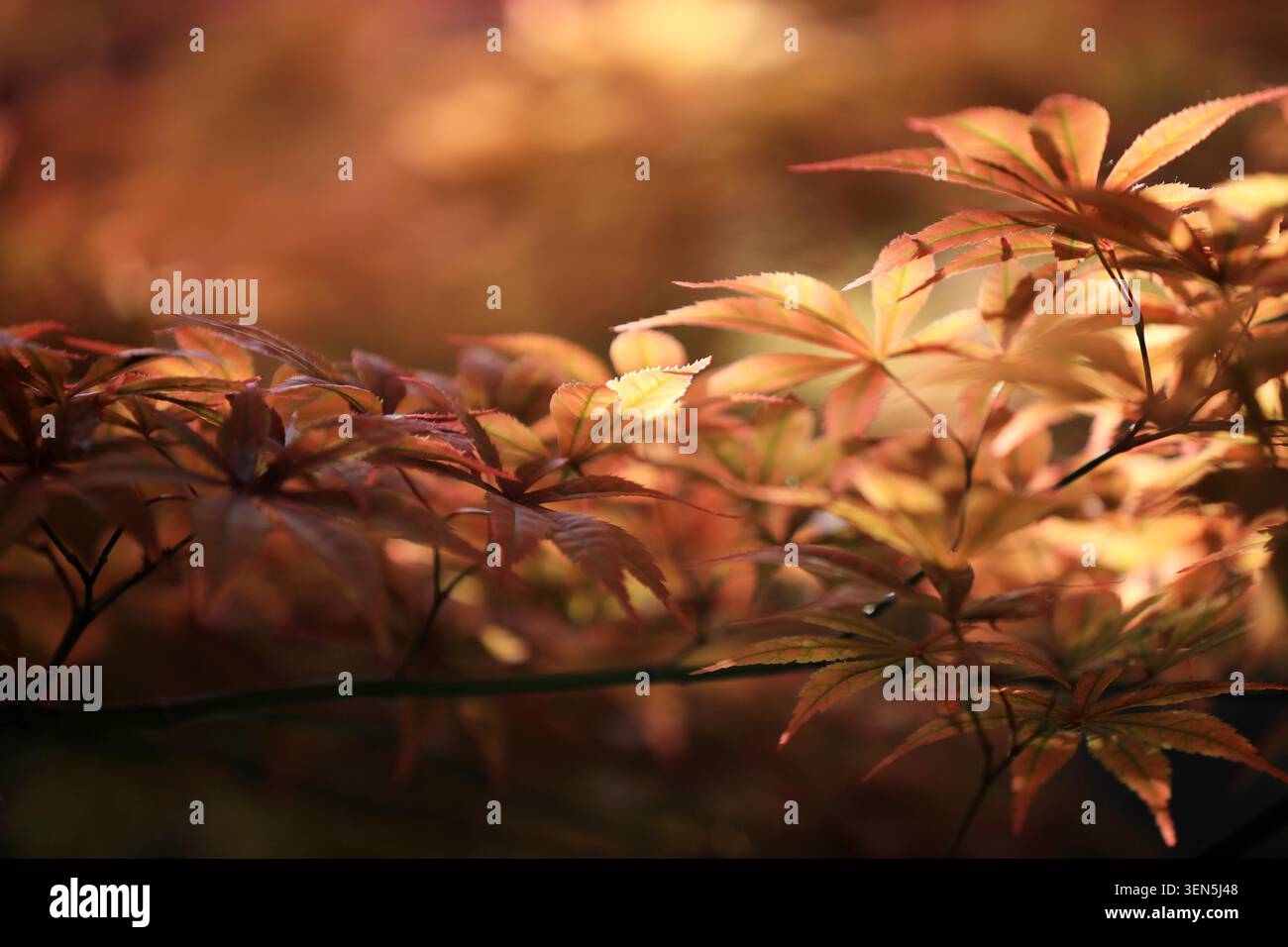 Maple leaves turn orange and red along the ancient Huaihe River in Huai ...
