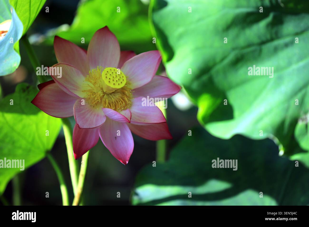 Lotus flowers display various postures in Qingyan Garden, a classical ...