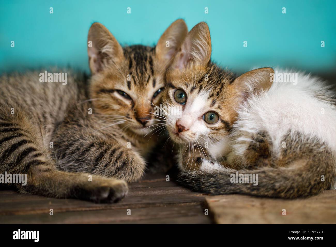 Two young striped kittens cuddling together on a wooden floor, looking ...