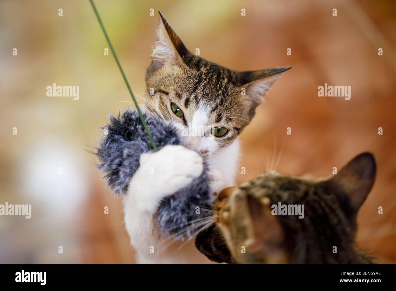 A vertical image shows a white and brown cat holding and biting a toy ...