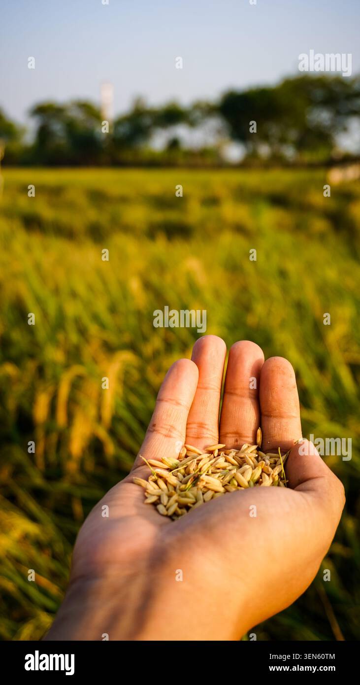 Hand holding rice grains after harvest with a paddy field in the ...