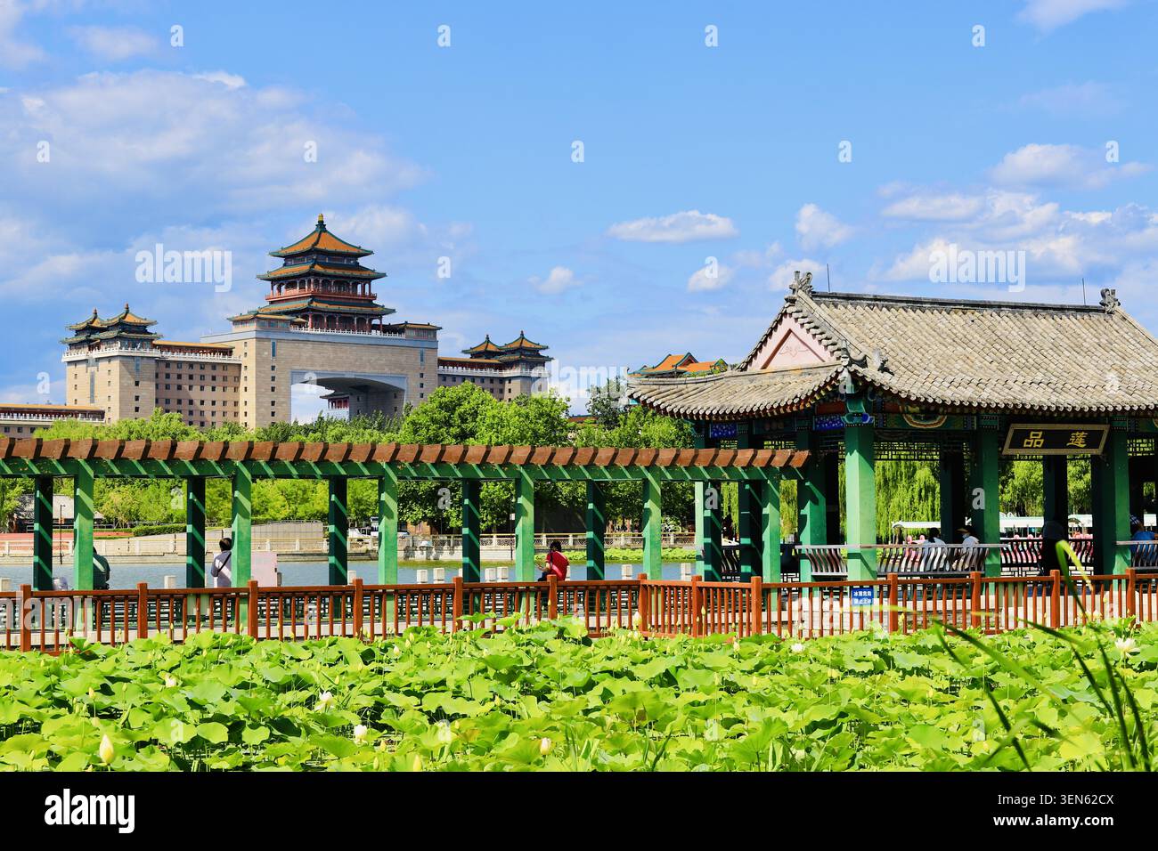 Visitors enjoy the ecological scenery at Lotus Pool Park with swans ...