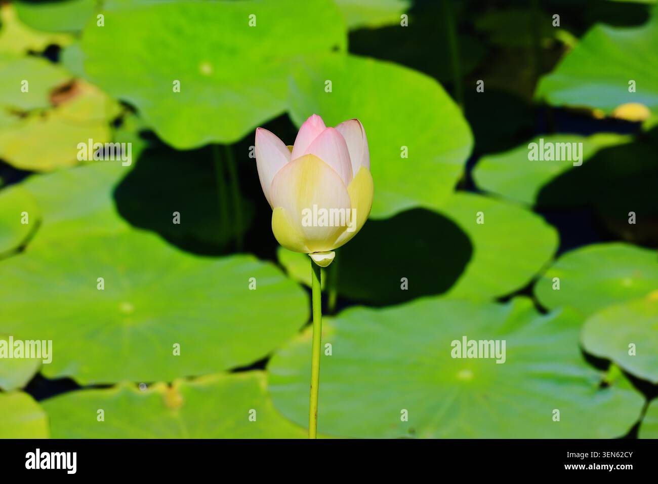 Visitors enjoy the ecological scenery at Lotus Pool Park with swans ...