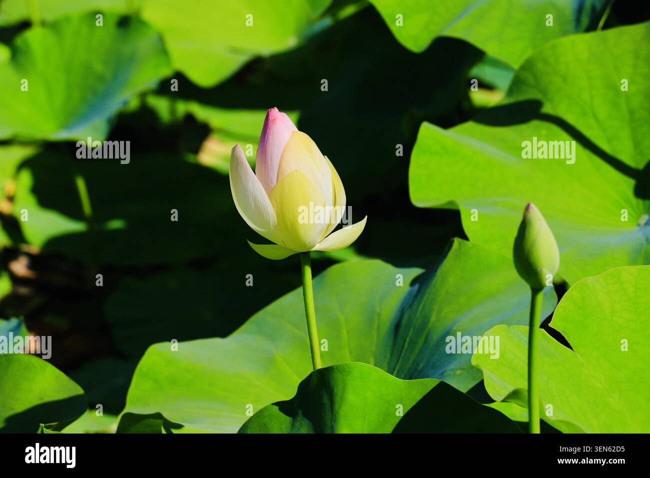Visitors enjoy the ecological scenery at Lotus Pool Park with swans ...