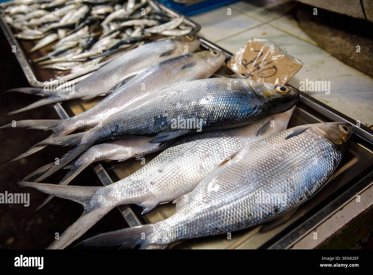Several large silver-scaled fish are displayed on a metal tray at a ...