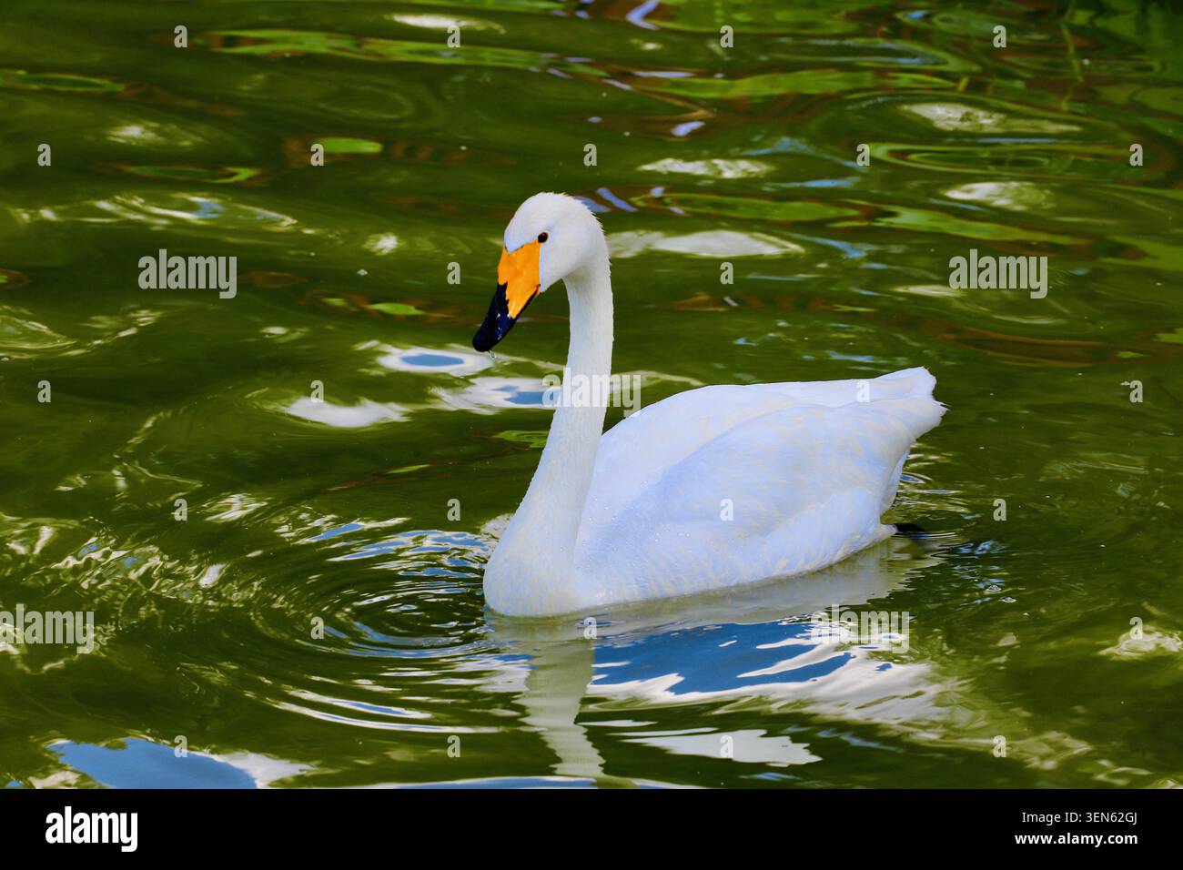 Visitors enjoy the ecological scenery at Lotus Pool Park with swans ...