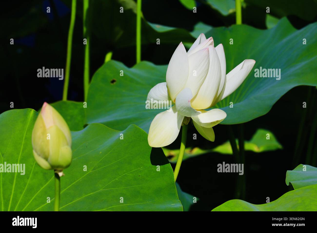 Visitors enjoy the ecological scenery at Lotus Pool Park with swans ...