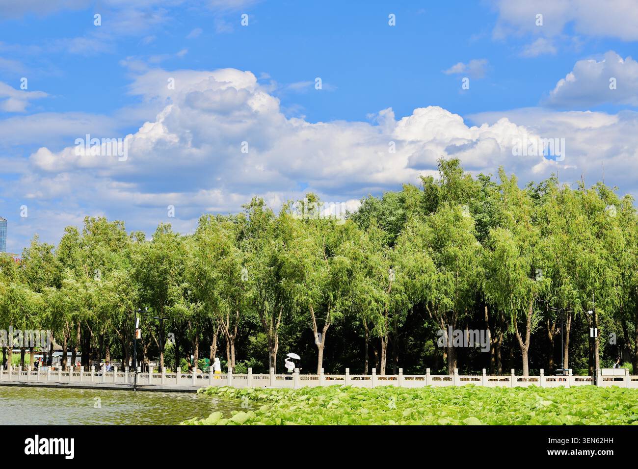 Visitors enjoy the ecological scenery at Lotus Pool Park with swans ...