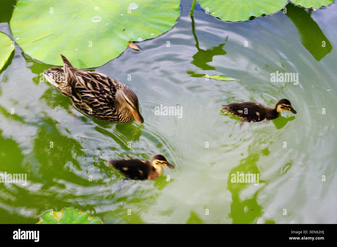 Visitors enjoy the ecological scenery at Lotus Pool Park with swans ...