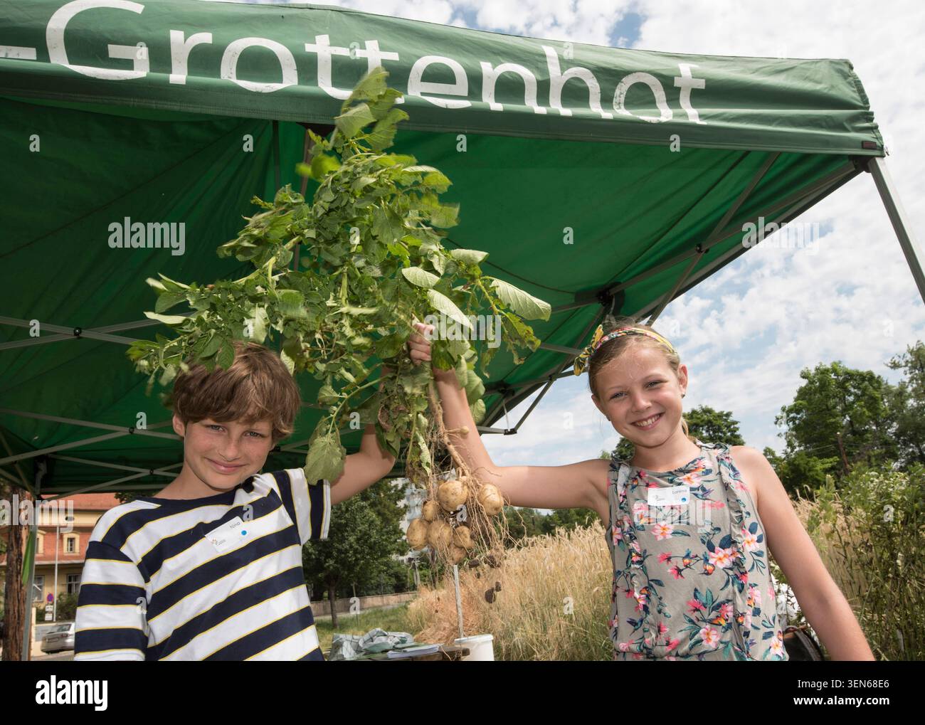 potato as a root vegetable, a plant in the nightshade family potato ...