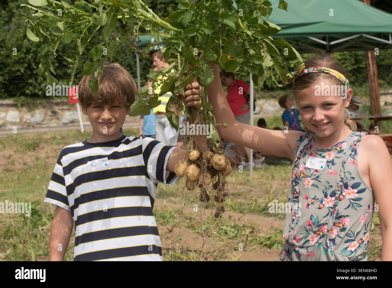 potato as a root vegetable, a plant in the nightshade family potato ...