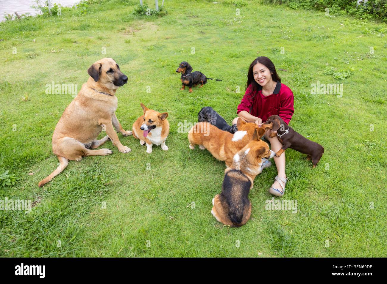 Dog woman grass puppy pet animal outdoor garden group happy young woman ...