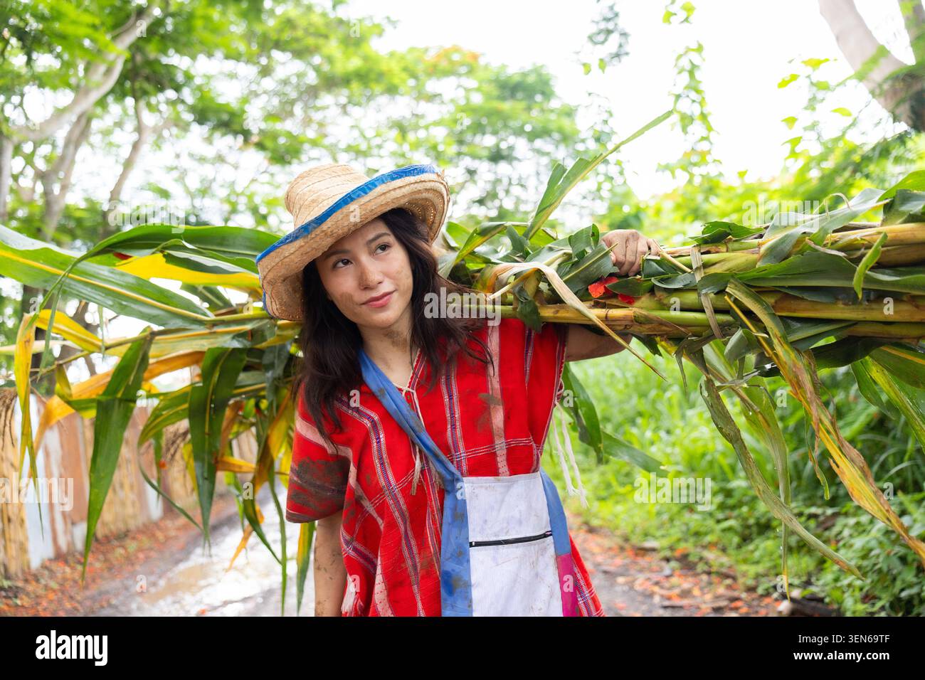 Farmer woman corn harvest field hat agriculture crop rural Asian woman ...