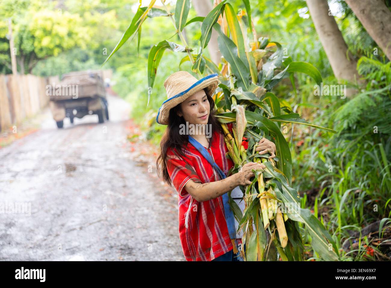 Woman farmer corn harvest field hat rural agriculture crop plant, adult ...