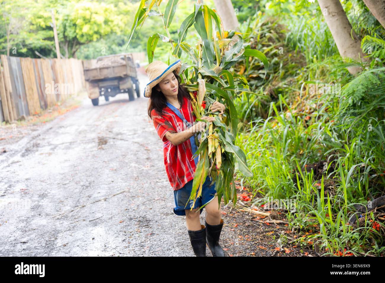 Farmer woman corn harvest rural agriculture field crop woman in hat ...