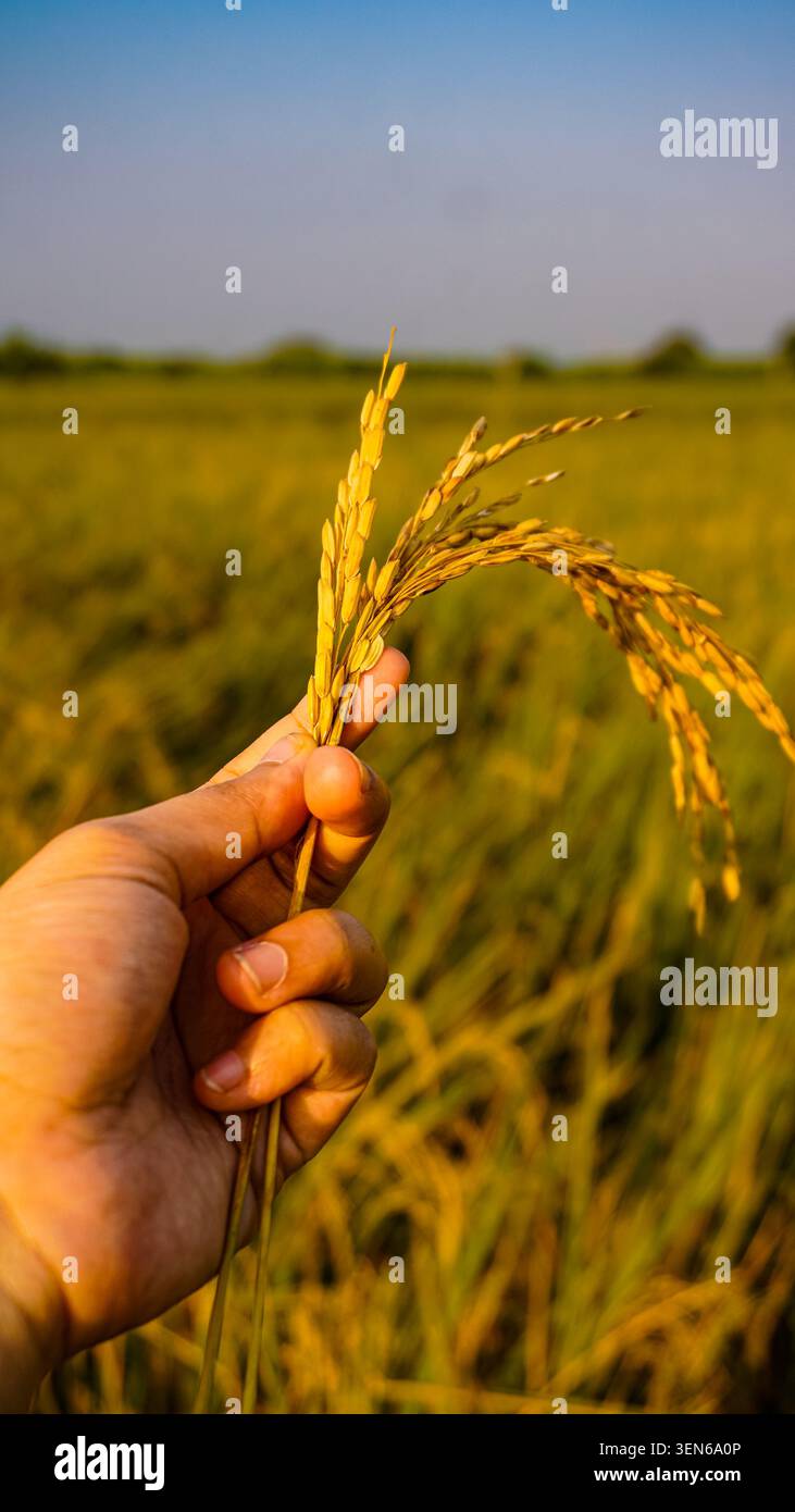 Hand holding ripe rice stalks in a paddy field during golden hour Stock ...