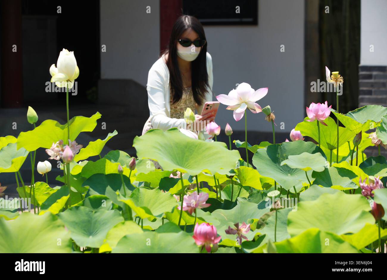 Lotus flowers bloom at Jianchu Temple in Nanjing, east China's Jiangsu ...