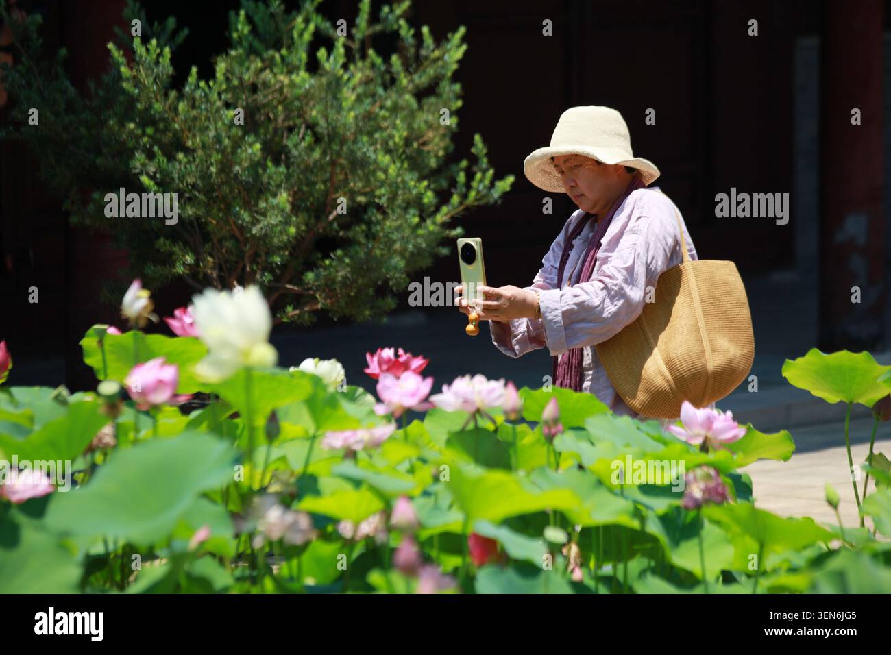 Lotus flowers bloom at Jianchu Temple in Nanjing, east China's Jiangsu ...