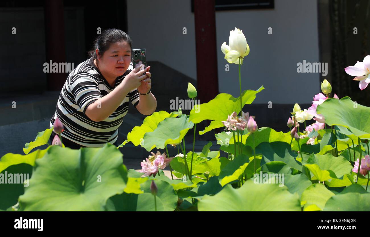 Lotus flowers bloom at Jianchu Temple in Nanjing, east China's Jiangsu ...