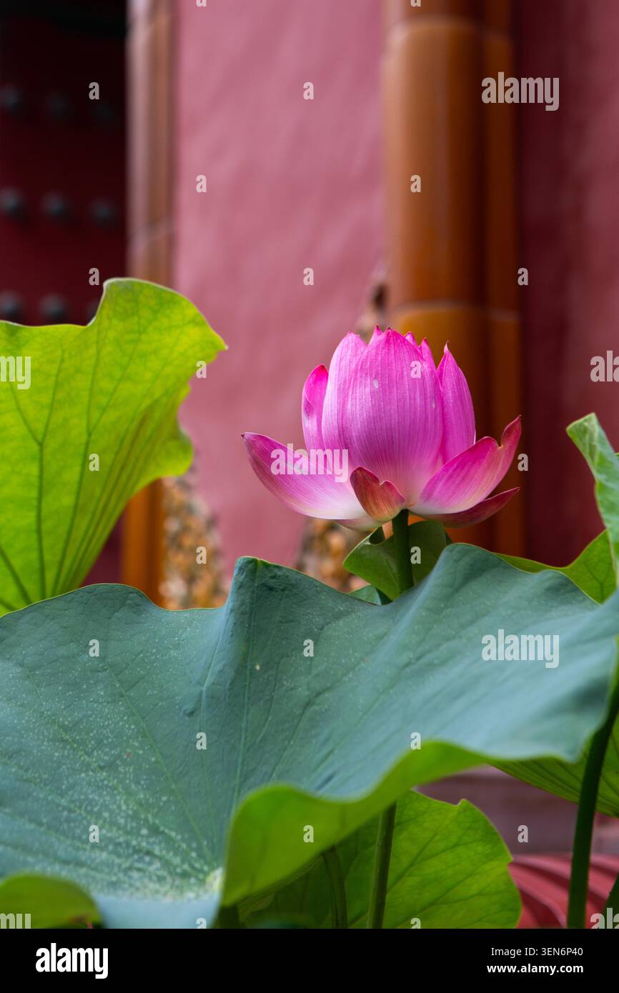 Lotus flowers blossom near the Cining Palace and Imperial Garden in ...