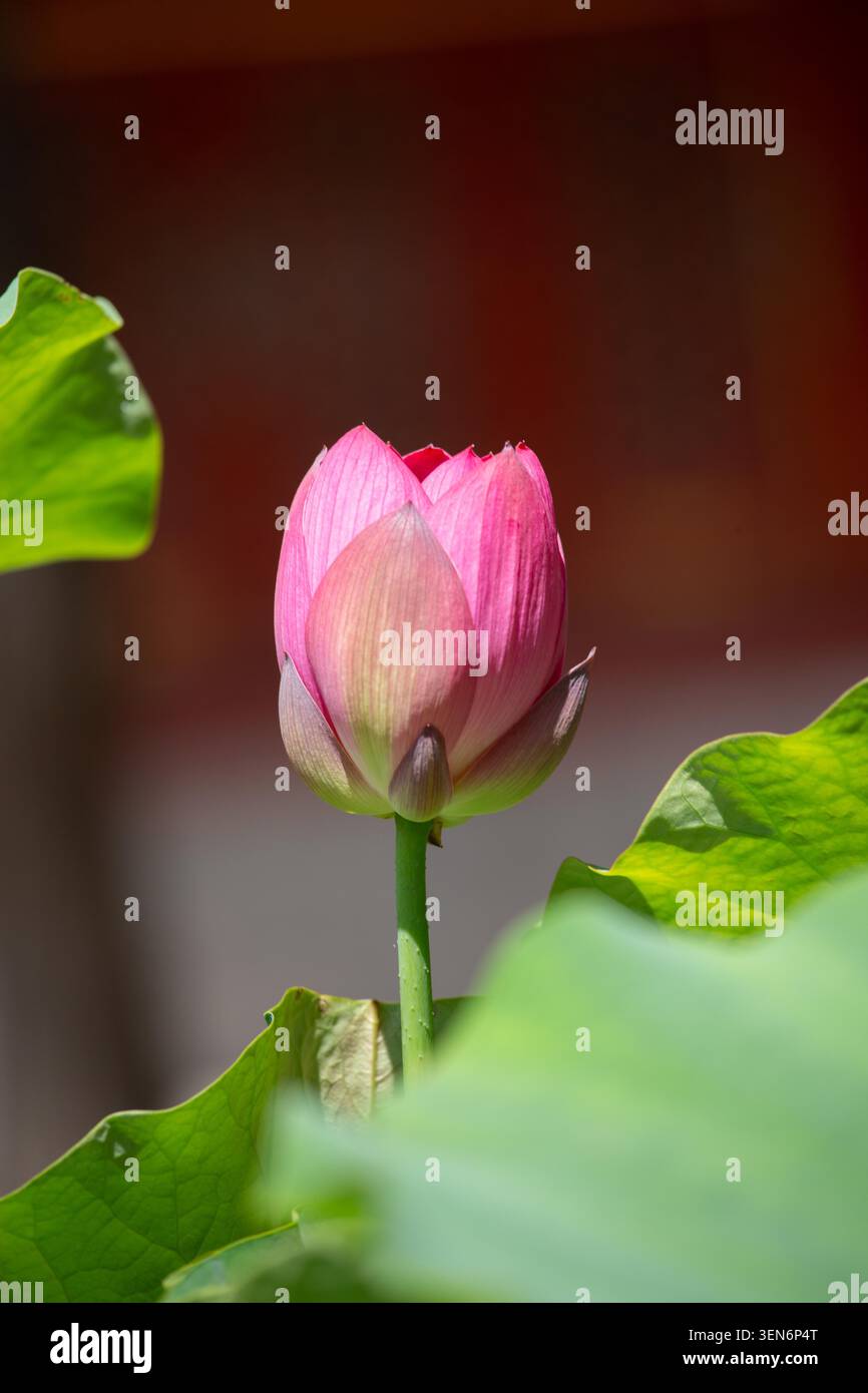 Lotus flowers blossom near the Cining Palace and Imperial Garden in ...