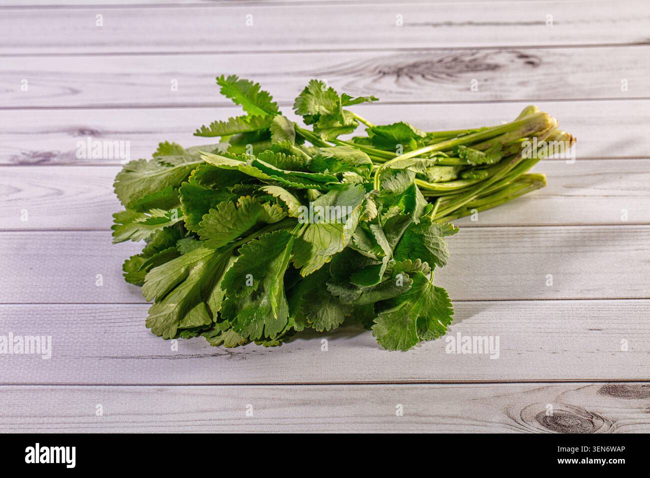 A fresh bunch of vibrant green cilantro, or coriander, lies on a light ...
