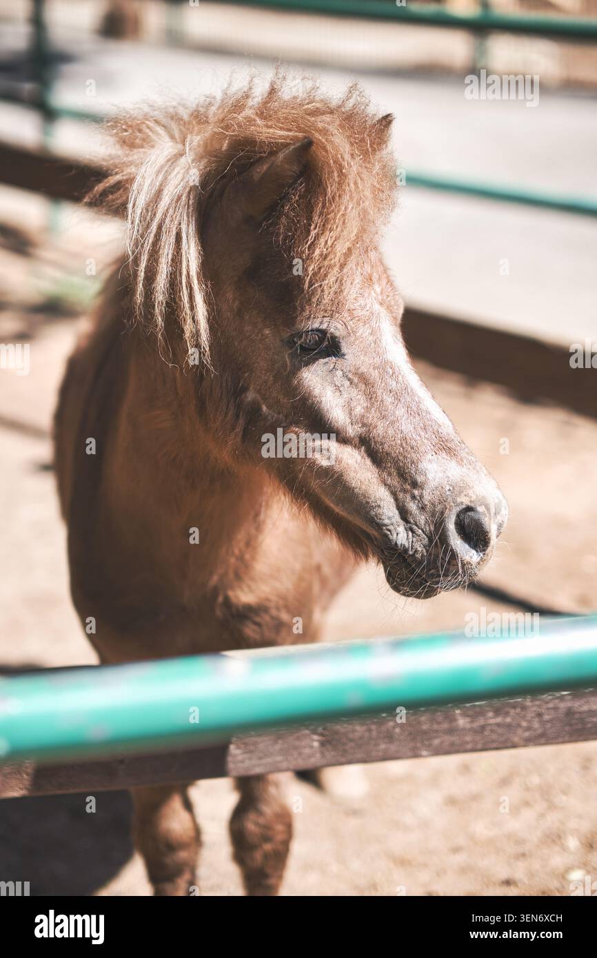 Close-up profile portrait of a small brown pony horse behind a fence ...