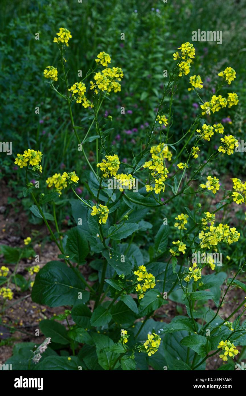 Close up of yellow Sinapis arvensis flowers growing in natural field ...