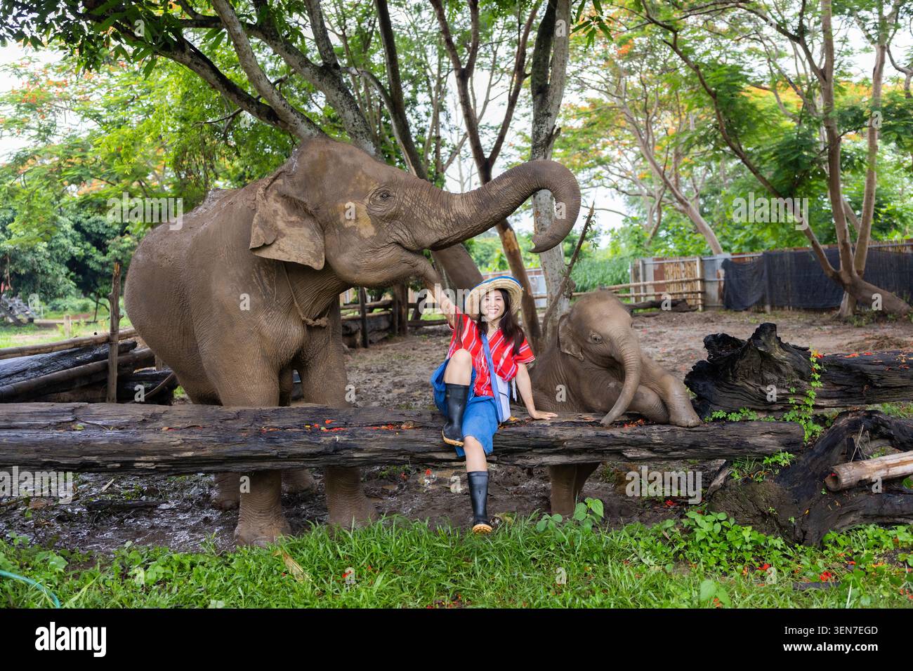 Elephant calf woman forest animal trunk hat tree nature sanctuary ...